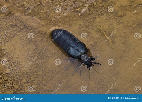 A Cockroach On The Ground Stock Image Image Of Health 254933199