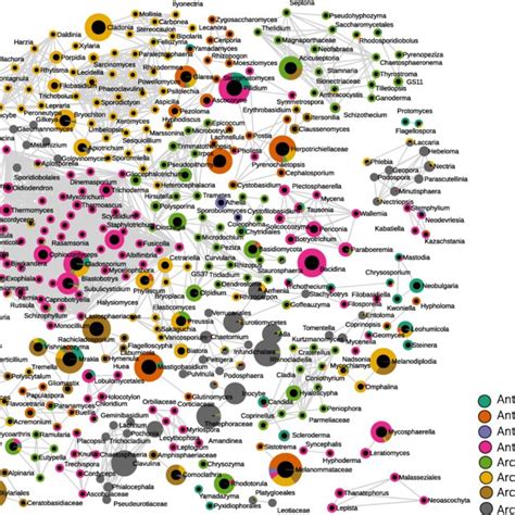 A Correlation Network Analysis To Illustrate The Correlation Of Fungal
