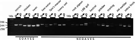 A Sex Determining Assay Based On The Avian Chd Gene This Test Can Be