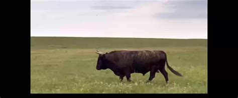 Үзэмчин үүлдрийн бух гэж байна шүү Одоо ч ийм монгол үхэр ховор болжээ