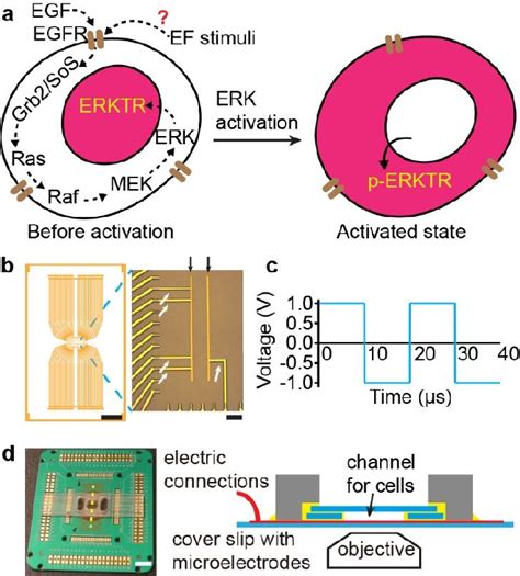 Figure 1 From Controlling Erk Activation Dynamics In Mammary Epithelial Cells With Alternating