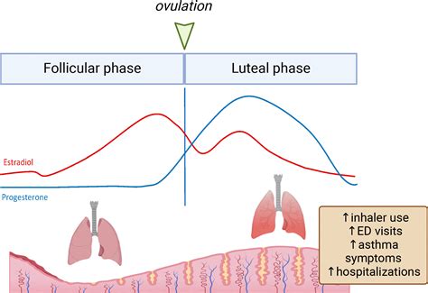Sex Hormones And Lung Health Pmc