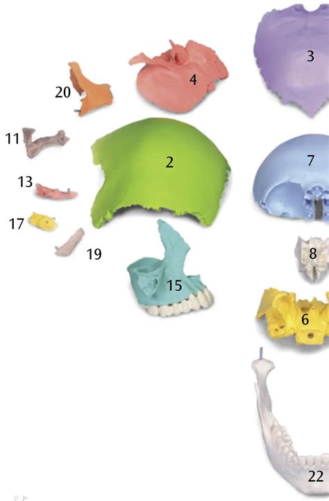 3b Scientific 12 4554 Human Skull Kit User Manual