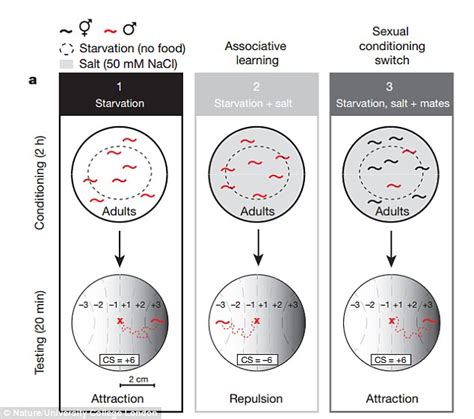 Men Really DO Have Sex On The Brain Extra Cells Found In Males Make Them Prioritise