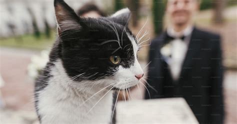 가을에 유럽 도시 거리에서 화려한 신부와 세련된 신랑 앞에서 귀여운 흑백 고양이의 초상화 행복한 결혼식 커플은 키티를 애무하고 웃고 있습니다 행복한 가족의 순간 사진