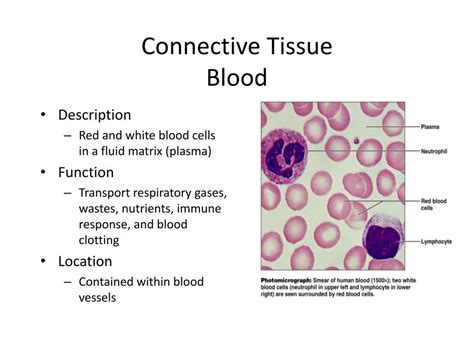 Ppt Chapter 4 Tissues Powerpoint Presentation Free Download Id
