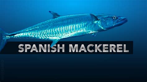 Spanish Mackerel Information Guide Spanish Mackerel Information Guide