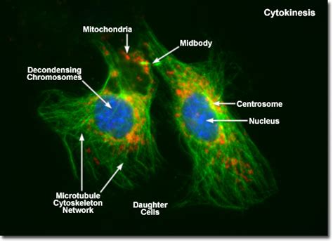 Molecular Expressions Cell Biology Mitosis With Fluorescence
