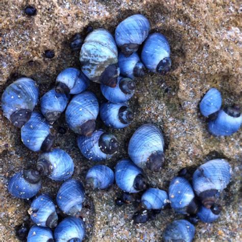 Blue Periwinkle Shell