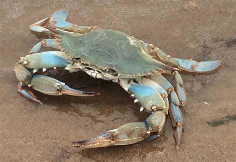 Download Blue Crab In Natural Habitat Wallpaper