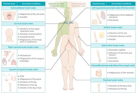 Inguinal Nodes Female