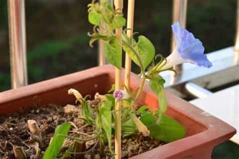 牵牛花的浇水时间及方法 牵牛花浇水频率 养殖业 畜牧业资讯 畜牧 饲料 农百科 农百科
