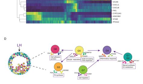 The Rna Velocity And Trajectory Analyses Of Gcs A Latent Time In The