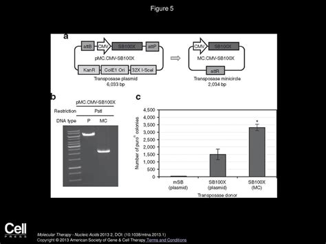 Efficient Sleeping Beauty DNA Transposition From DNA Minicircles Ppt