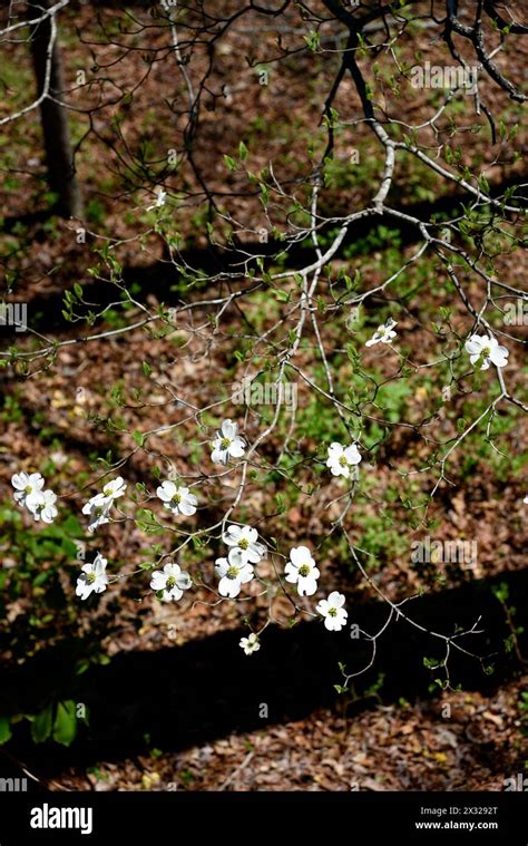 Indigenous Dogwood Trees Bloom In Spring At The North Carolina Arboretum In Asheville North