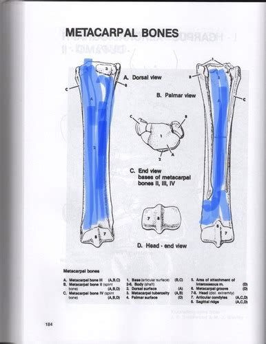 Bones Of The Thoracic Limb Metacarpal Bones Section6 Flashcards Quizlet