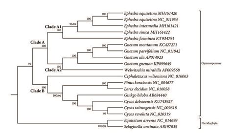 Phylogenetic Trees Constructed Using Ml And Mp Methods Based On Common