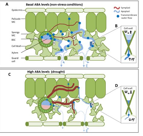 A Suggested Model For Abas Regulation Of K Leaf A Under Optimal