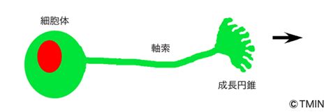 トピックス2 視覚病態プロジェクト