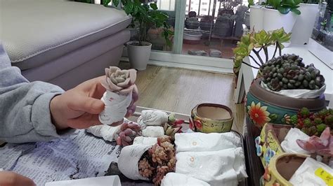 다육이 택배왔어요~구경오세요~♡3부 Youtube