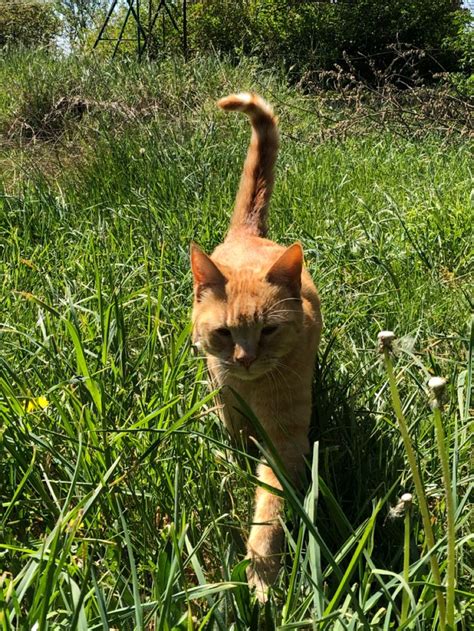 Mon Cats Cats Animals