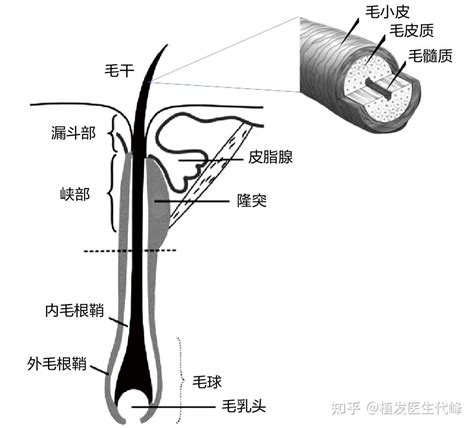 头发的结构与功能有哪些？ 知乎