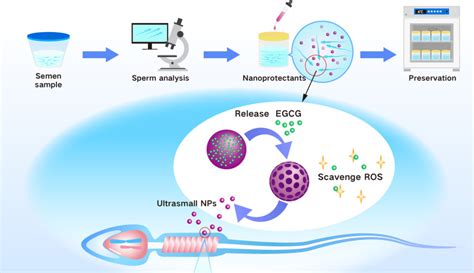 Polydopamine Based Nano Protectant For Prolonged Boar Semen