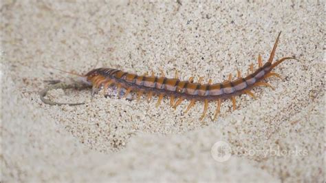 5 Crazy Facts About Centipedes You Wont Believe Youtube