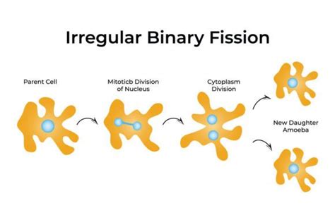 Irregular Binary Fission Science Design Graphic By Hamjaiu · Creative