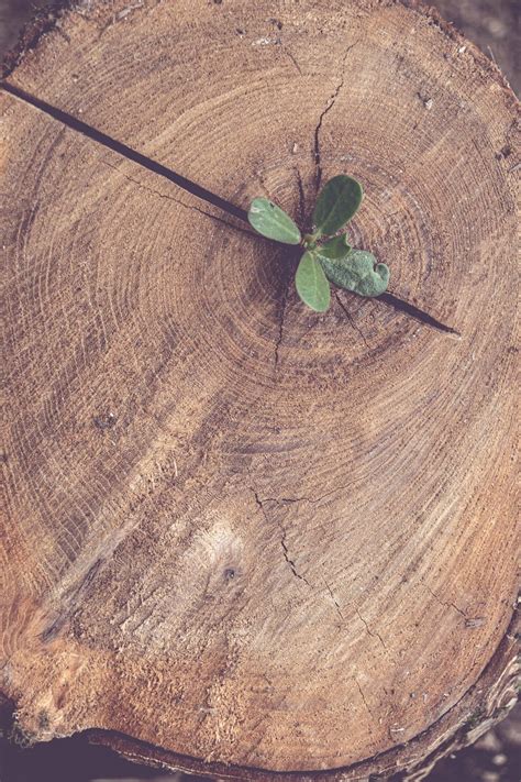 Free Picture Sapling Life Cycle Green Leaves Herb Life Cross Section Tree Wood Texture