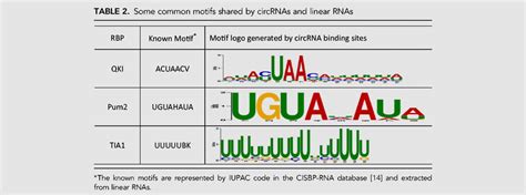 Crip Predicting Circrnarbp Binding Sites Using A Codon Based Encoding