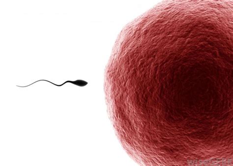 You Can Get Pregnant Without Having Proper Sex Musely