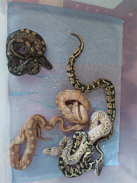 Ball Python Babies Ball Pythons Morphmarket Reptile Community