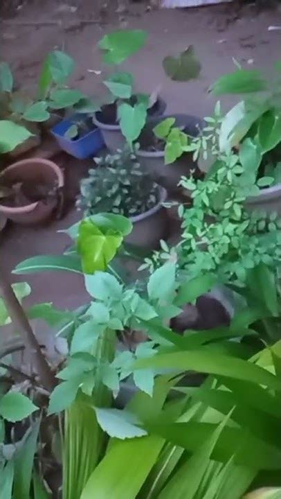 Environment අවට පරිසරය Youtube