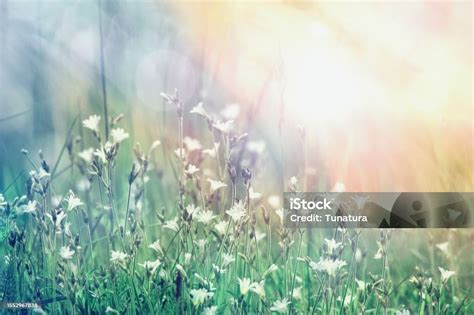 꽃을 배경으로 한 아름다운 여름 풍경 초원과 햇빛의 야생화 자연에 대한 스톡 사진 및 기타 이미지 자연 풍경 꽃 식물 Istock