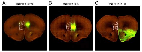 Figure S The Anterior Piriform Cortex Pir Projects To The Ventral