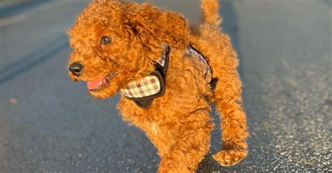 Apricot Cockapoo Guide Color Cost Pictures More