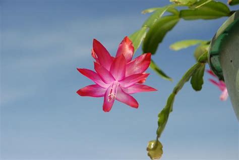 圣诞仙人掌这么美你还没入手一盆 知乎