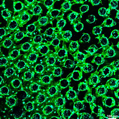 announcing the 2023 csci photo contest winners columbia stem cell initiative csci