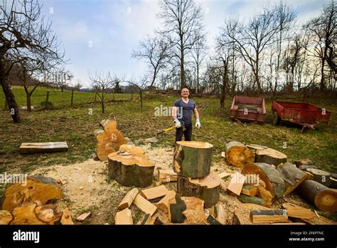 Strong Man Splitting Beech Logs With An Ax Stock Photo Alamy