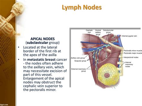 Axillary Fossa12723pptx