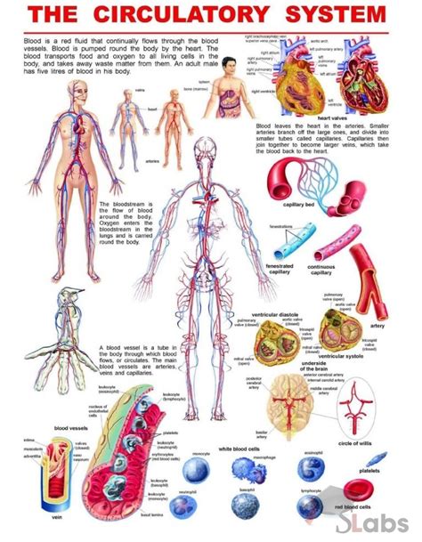 Human Circulatory System Scholars Labs