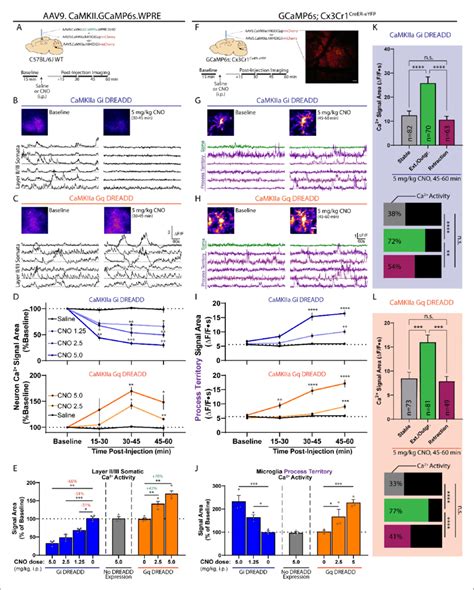 Dreadd Based Modulation Of Excitatory Neuronal Activity Is Sufficient