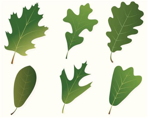 Oak Tree Leaf Identification Chart With Locations 13 Oak 51 Off