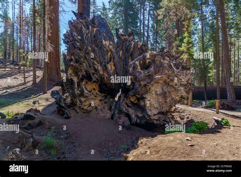 Giant Sequoia Tree Uprooted With Roots Exposed And Showing In Sequoia
