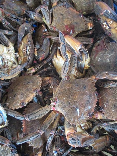 螃蟹手工捕鱼素材 花瓣网