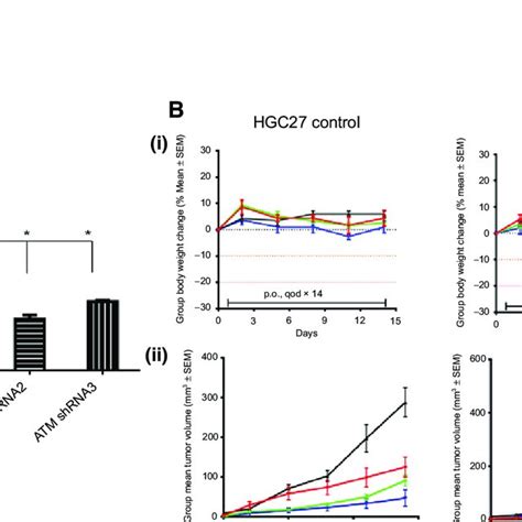 A Ihc Staining Of Atm Expression Positive Atm Staining Indicated By Download Scientific