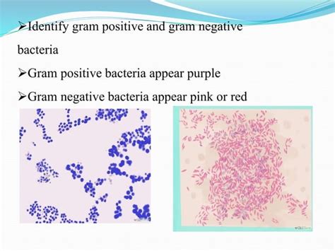 Gram Staining Ppt