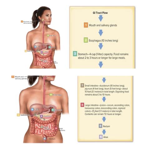 Digestion And Absorption Flashcards Quizlet