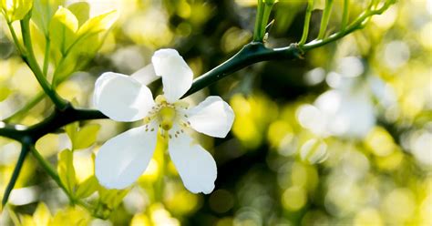 カラタチの花言葉と由来 花言葉 net